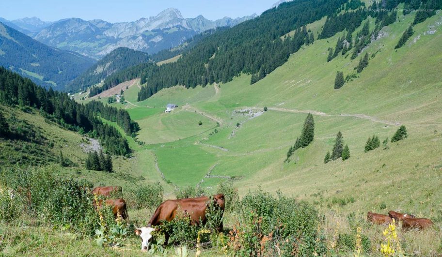 Abondance cattle graze in the Barbossine Valley